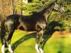 Kimberley Diamond Farms | Rascalino